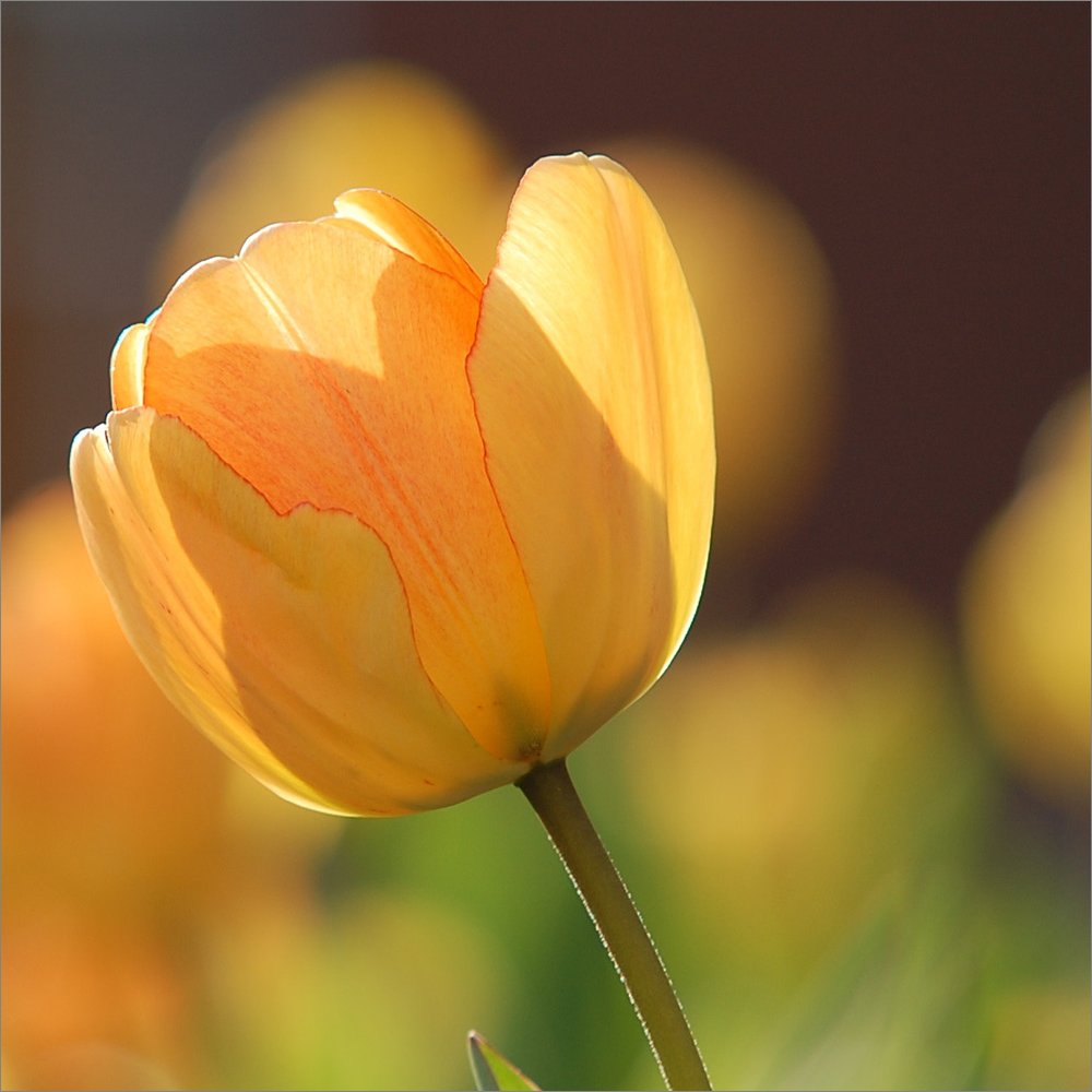 The Photo Center 10 x 10 Square - The Photo Center