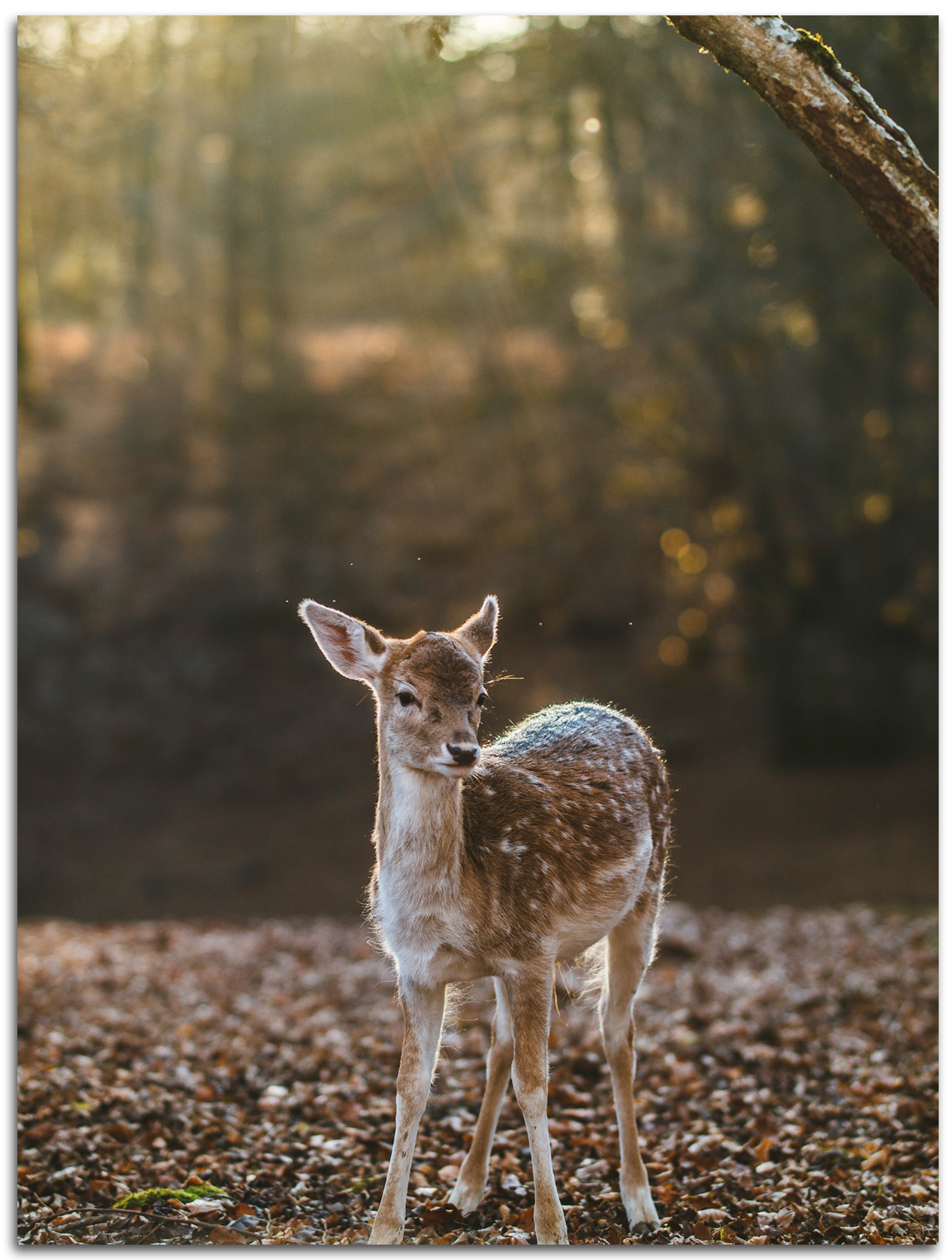 30x40 Metal Print - Mike's Camera