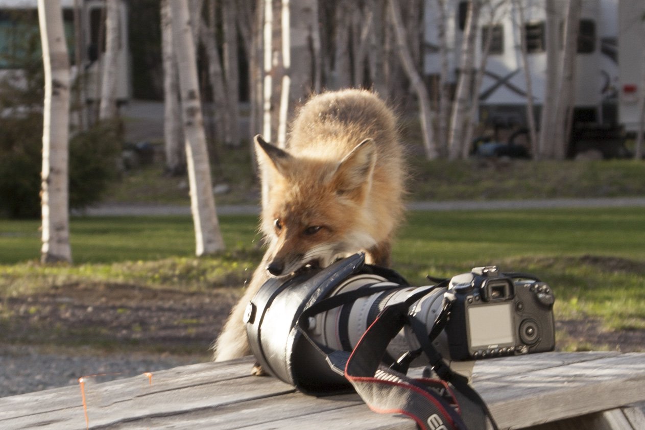 Joe Brazil - Newfoundland Canvas